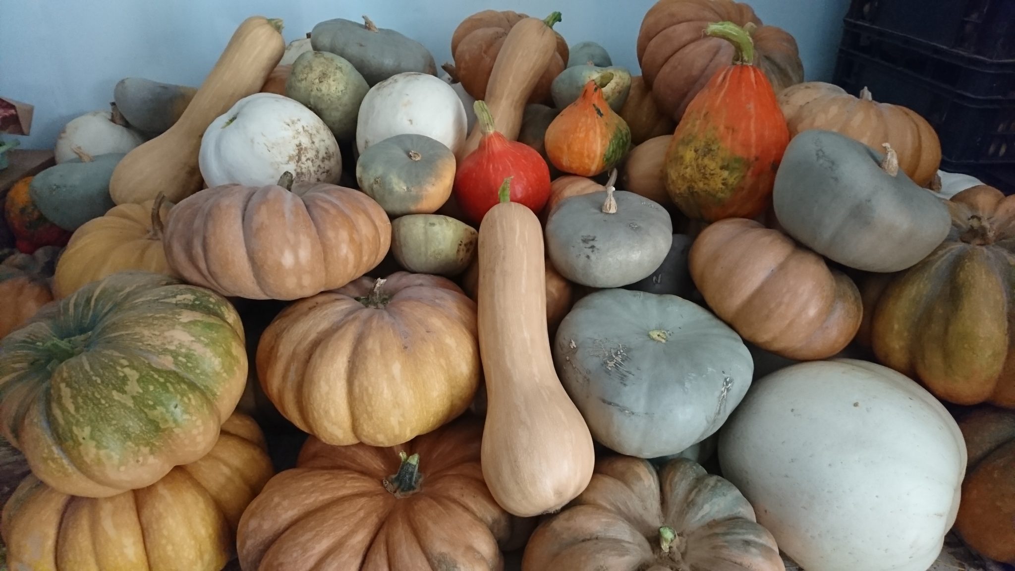 Récolte de Courges 2020 – Producteur Fruits et Légumes 100% Naturels